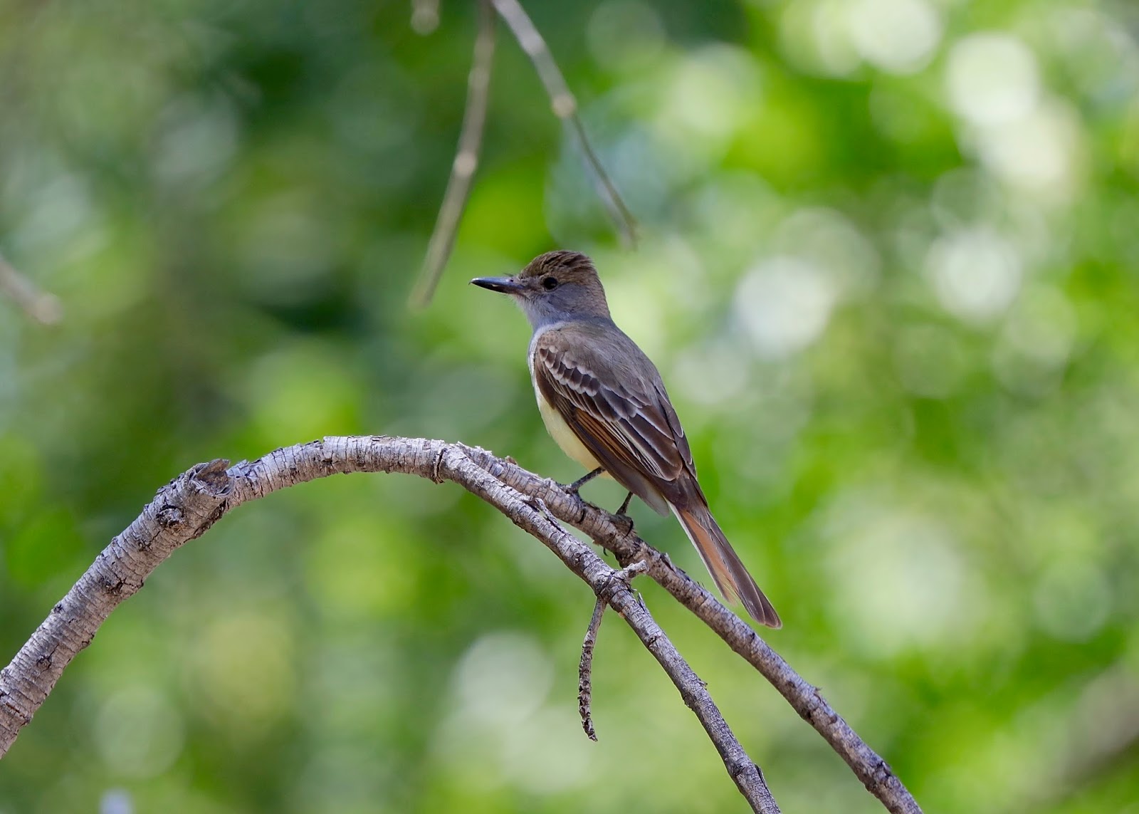 The Azure Gate: Best Wildlife Photos of 2016: Brown Crested Flycatcher