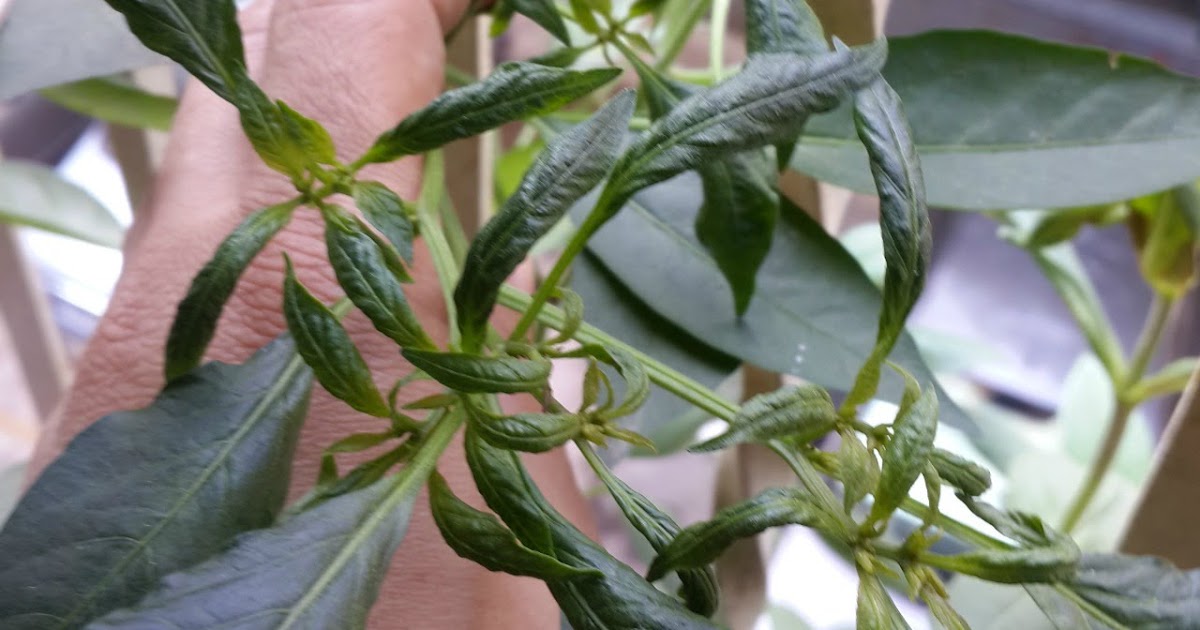 HOW TO CONTROL CHILLI LEAF CURL DISEASE