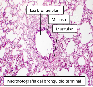 HISTOLOGÍA un enfoque clínico: HISTOLOGÍA DEL APARATO RESPIRATORIO