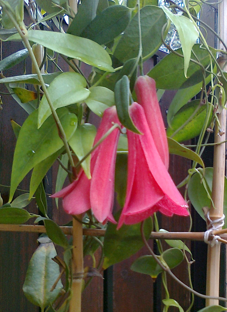 MIS TEJIDOS Y OTRAS HIERBAS: El Copihue