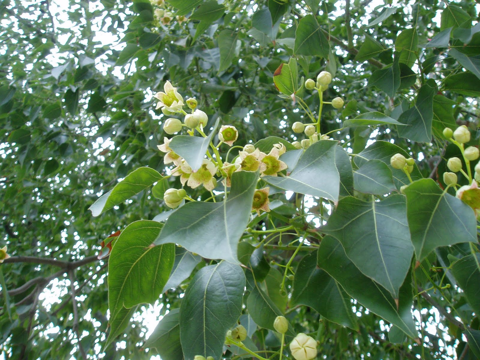 BRAQUIQUITO: Brachychiton populneus | Plantas rioMoros