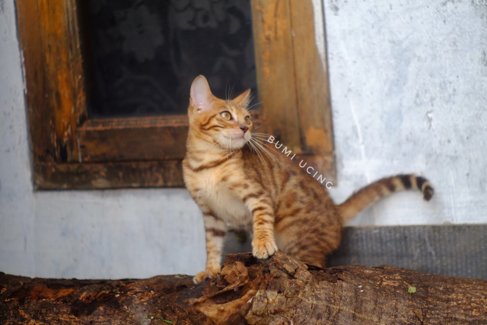 KUCING BENGAL INDONESIA: JUAL KUCING ASLI BENGAL MURAH