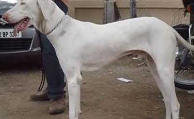 20 Best Indian Dog Breeds You Should Check Out (𝗨𝗟𝗧𝗜𝗠𝗔𝗧𝗘)