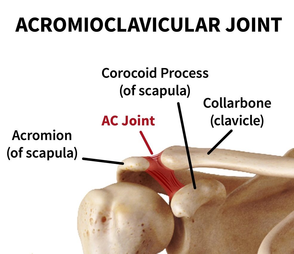 Acromioclavicular joint - Medically