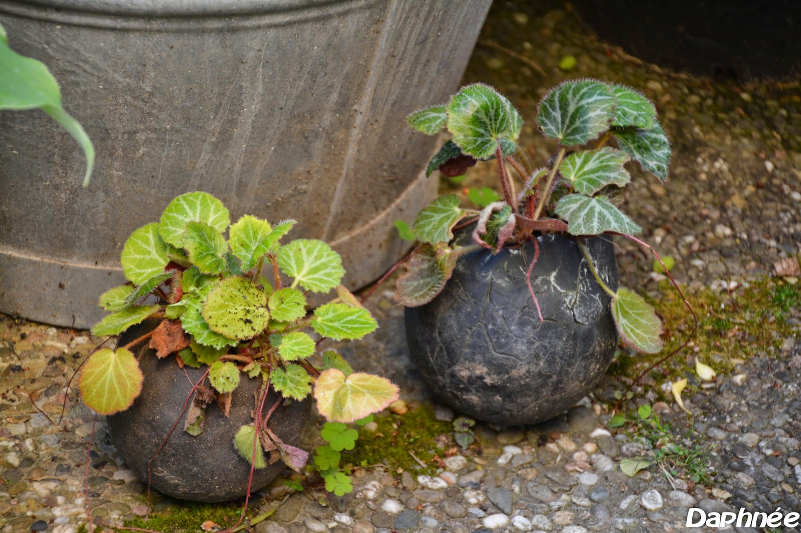Le jardin de Daphnée: La déco de Daphnée.