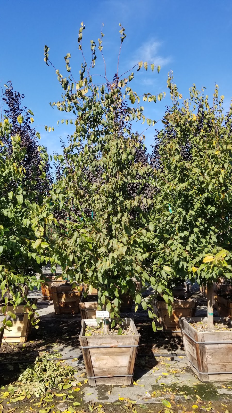John's Western Tree Plant Photos: Carpinus caroliniana Fire King ...