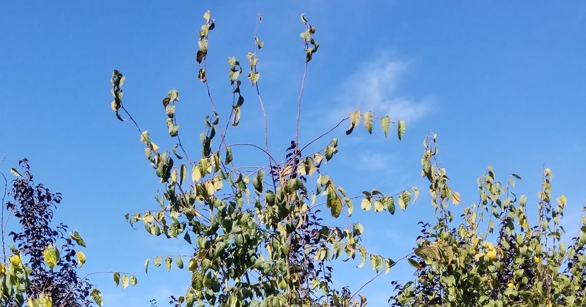 John's Western Tree Plant Photos: Carpinus caroliniana Fire King ...