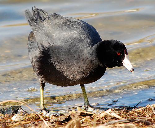 BirdSleuth for Homeschools