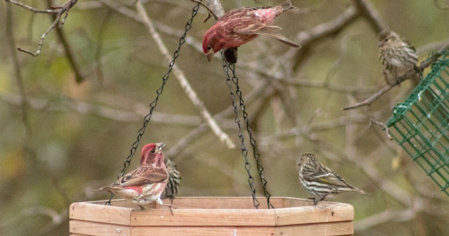 A Breath of Nature: Last Year's Purple Finches