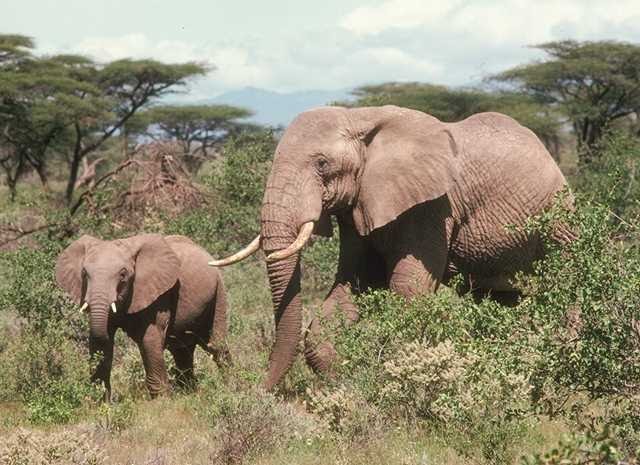 Variety of Life: Elephantidae