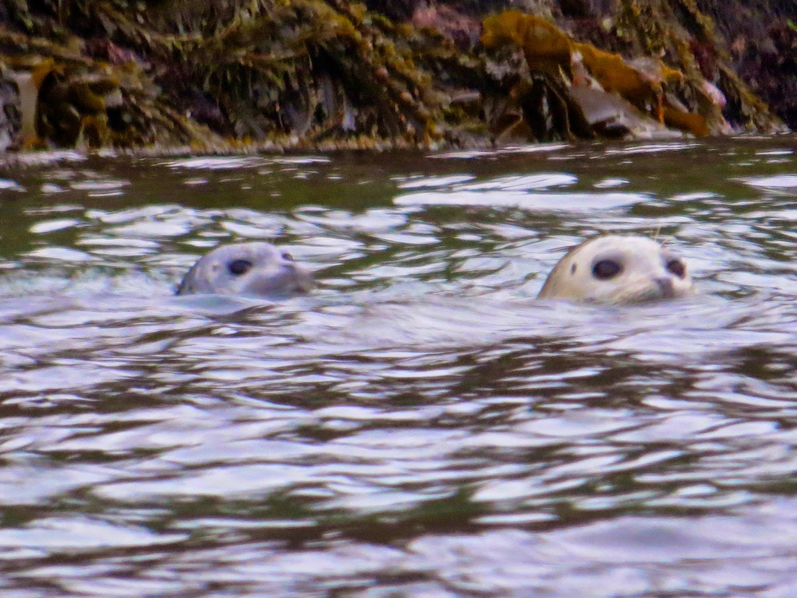 Next Horizon: Animals in and around tide pools