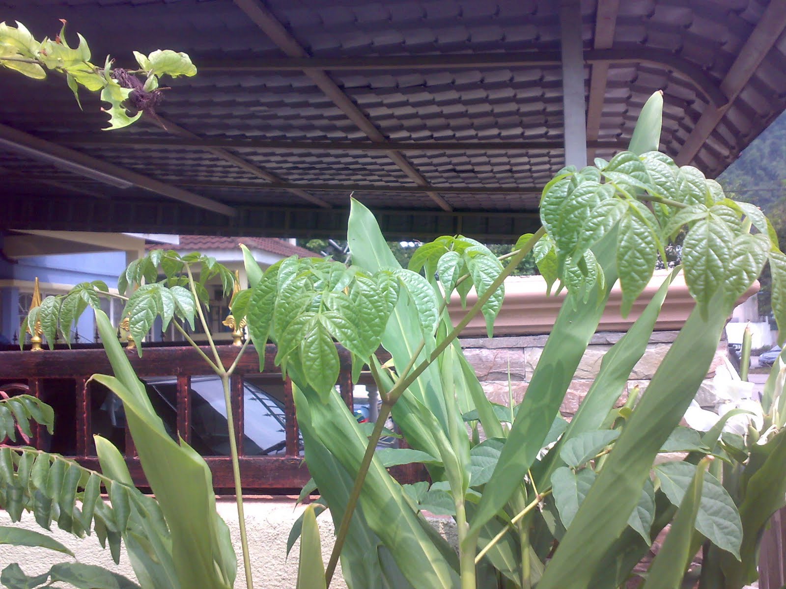 ++ kEbUn pApA AiNa ++: Ulam Pucuk Beka