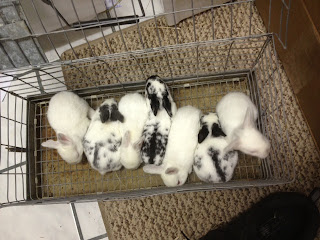 SLG Rabbitry: Meat/mutt rabbits