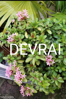 Devrai's : The Preserver Of Forest.