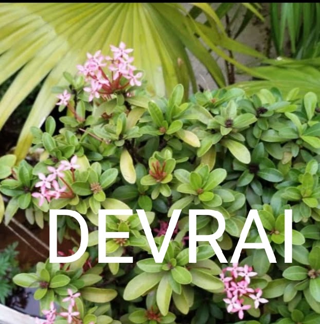 Devrai's : The Preserver Of Forest.