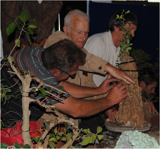 LENNARD'S BONSAI BEGINNINGS.: Experimental root over rock/root clinging ...