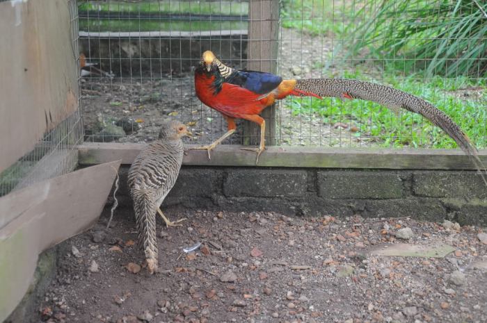 Burung Kuang, Spesis Khazanah Negara Yang Kian Pupus