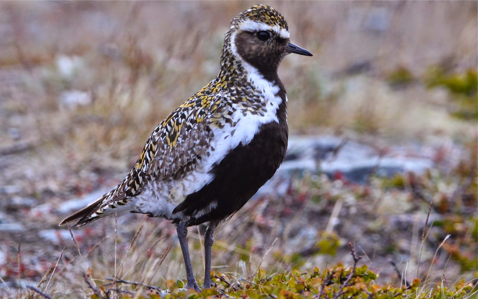 HAO-loggen: Bilder JUNI 2014