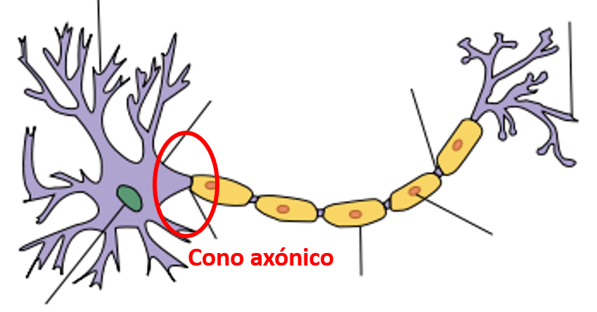 3.- ANATOMÍA DE LA NEURONA