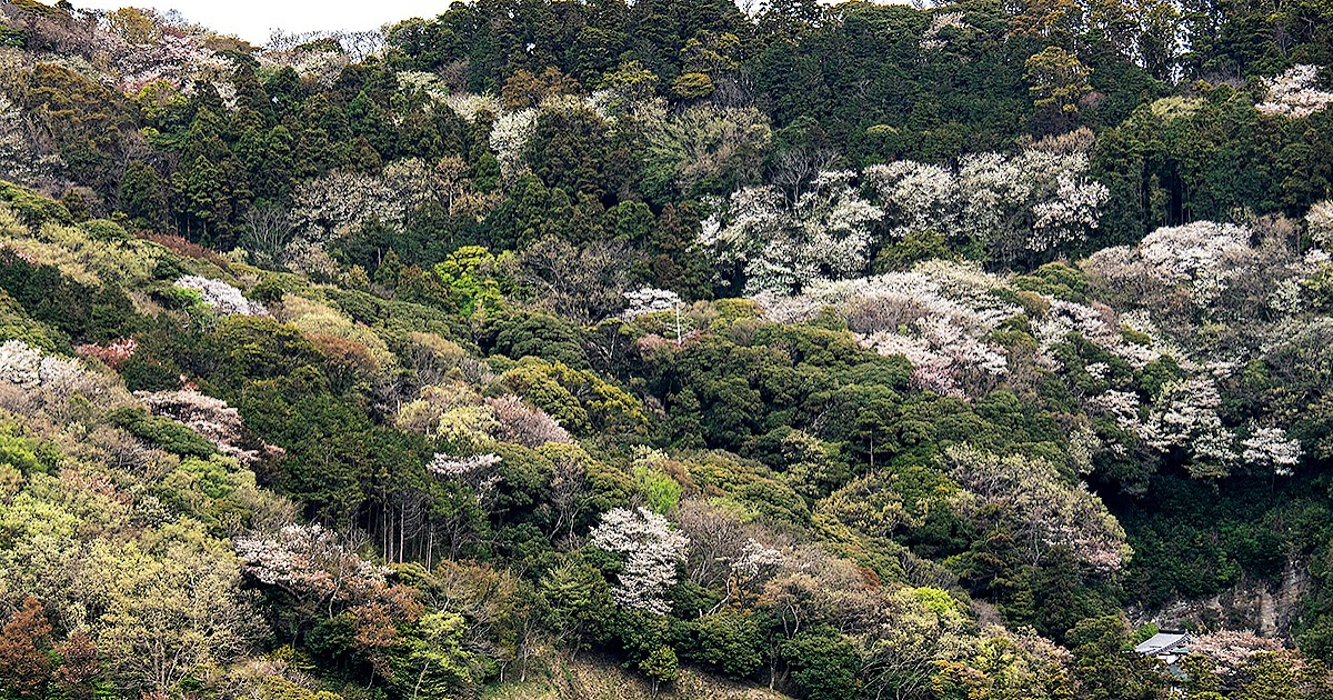 FROM THE GARDEN OF ZEN: Yama-zakura (Cerasus jamasakura): Kita-kamakura