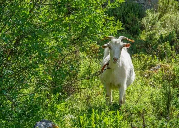 A Guide To Goat Predators: How To Keep Your Goat Safe - Homesteading in ...