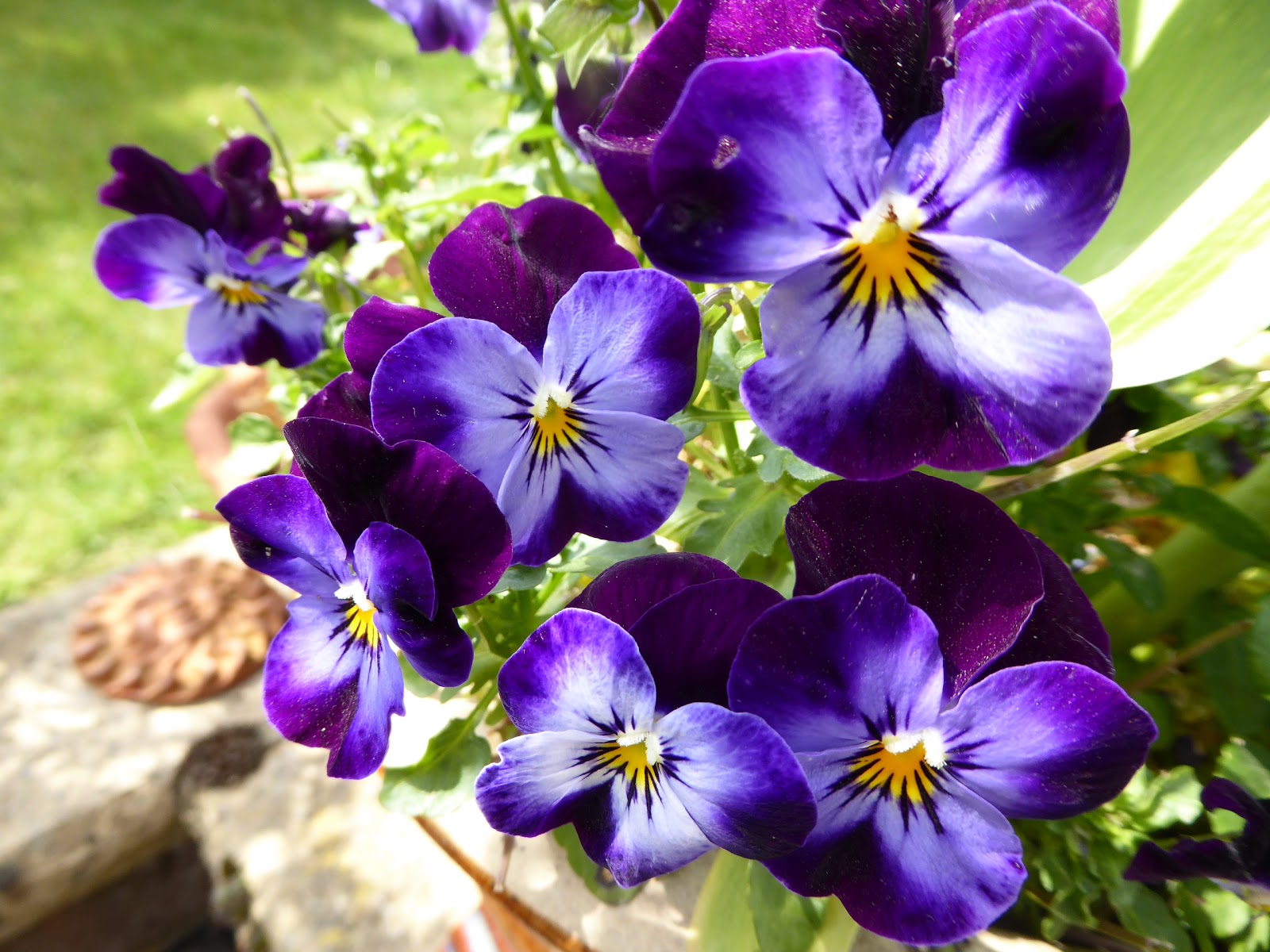 Jane's Journal: Flower power part 2