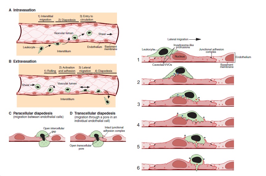 immunis: La evolución de la diapédesis