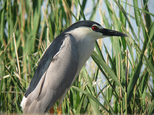 Para la Libertad...: Martinete común