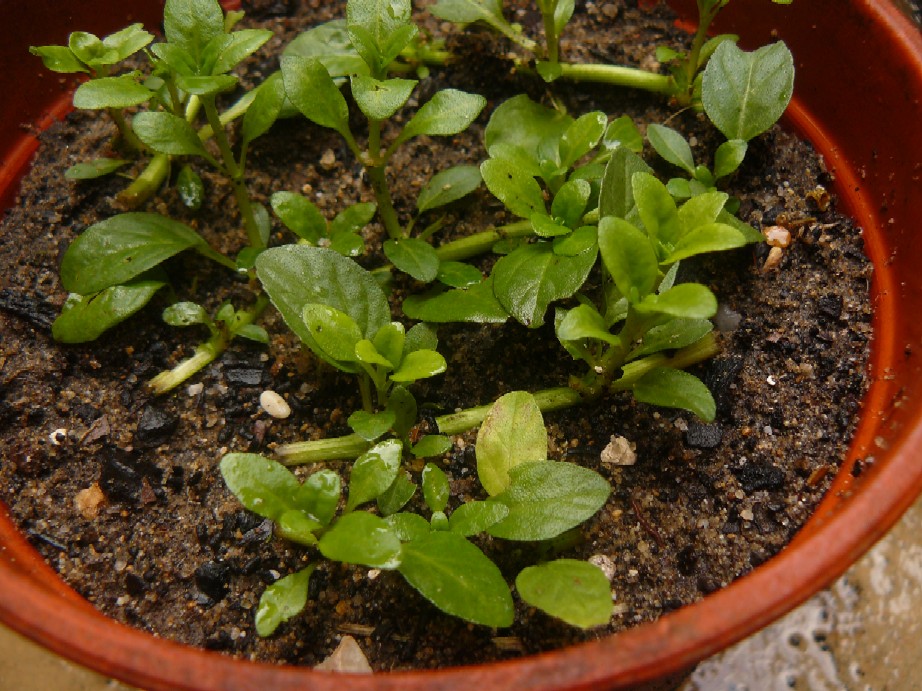 Outras Comidas: Cultivar Poejos