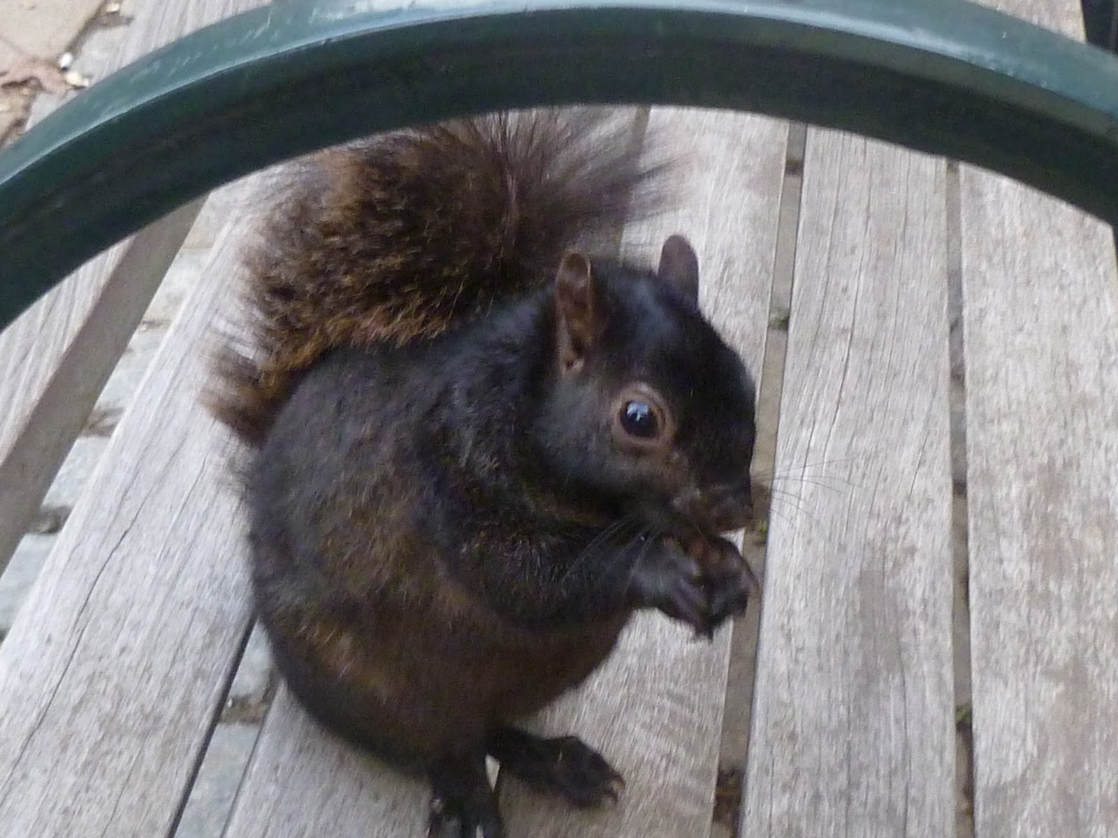 The New York Squirrel: Shell Shocked Squirrels