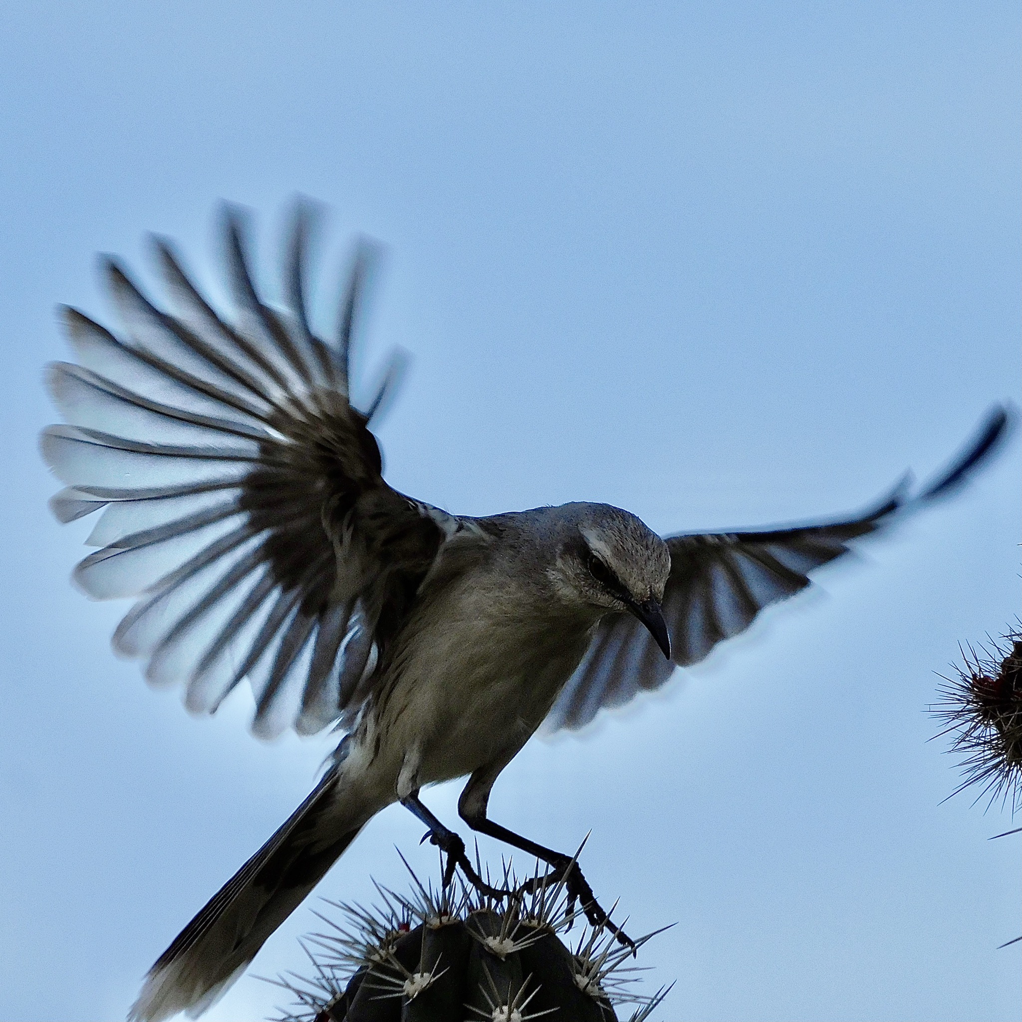 Hiking Curaçao - Flora and Fauna: Chuchubi and cactus fruit ...