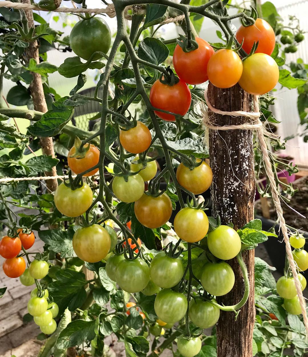 PT Natural Nusantara : Budidaya tomat agar berbuah lebat