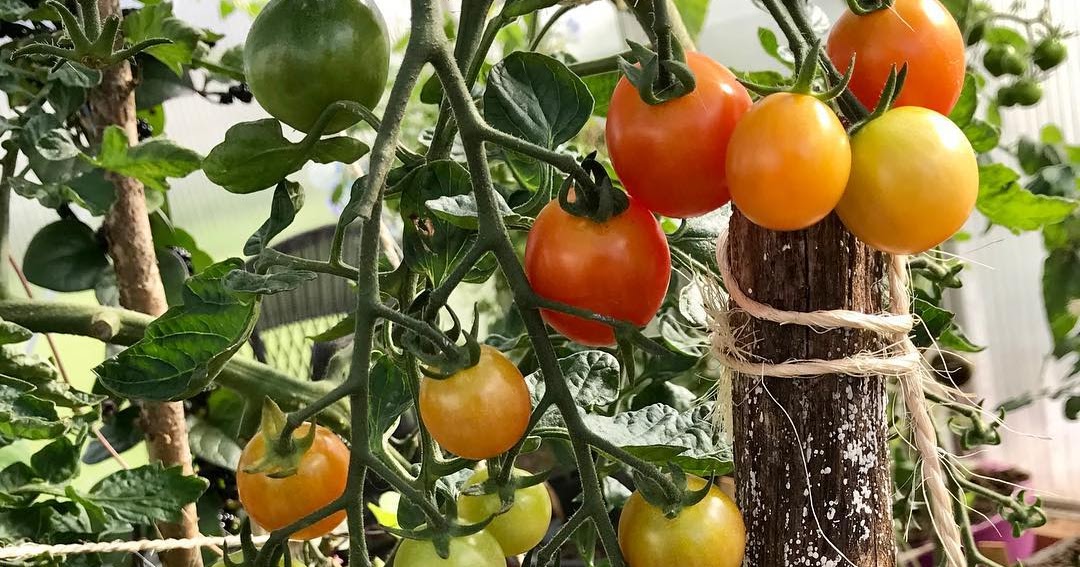 PT Natural Nusantara : Budidaya tomat agar berbuah lebat