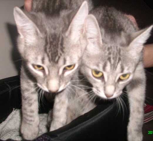 Adoptándonos: Dos preciosos gatitos grises atigrados en adopción ...