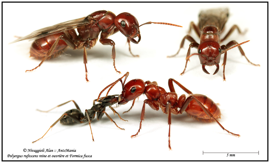INSECTES et cetera ...: Le RAID des esclavagistes : Fourmis Polyergus ...