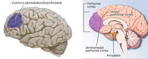 Neuromanagement: Corteza Prefrontal