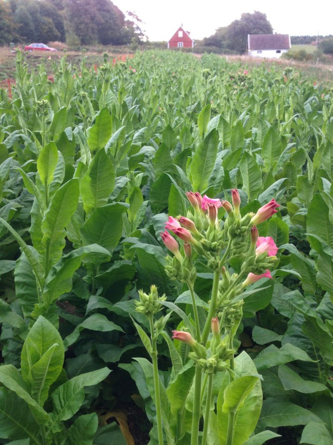 Österlensnus - A new, small batch snus from Sweden! (Limited Edition ...