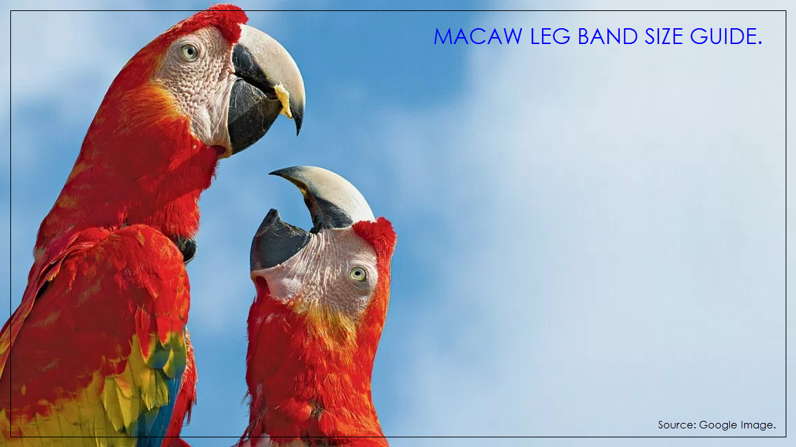 Macaw Leg Band Size Guide: