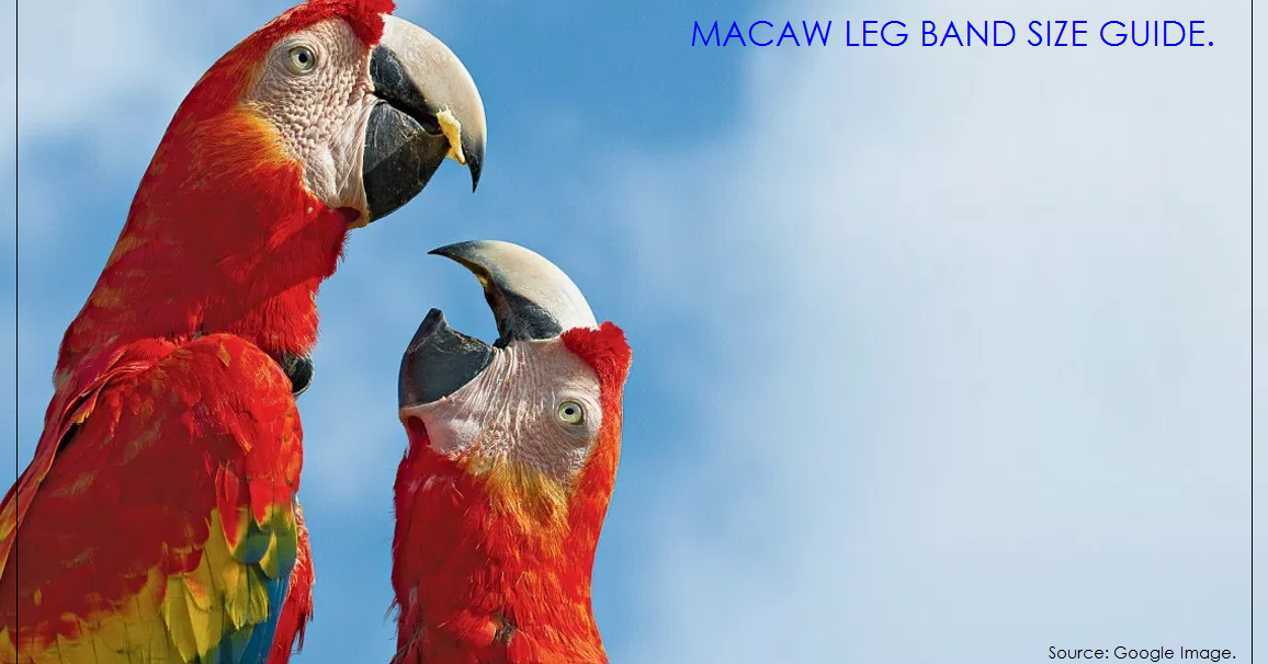 Macaw Leg Band Size Guide: