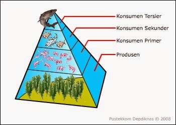 Pengertian Ekosistem Aliran Energi | Lembaran Buku