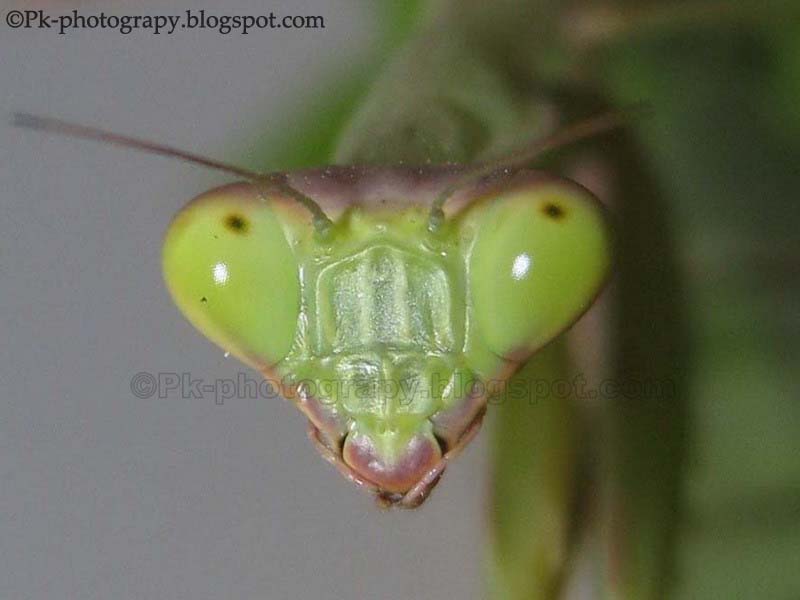 Bug Eyes | Nature, Cultural, and Travel Photography Blog