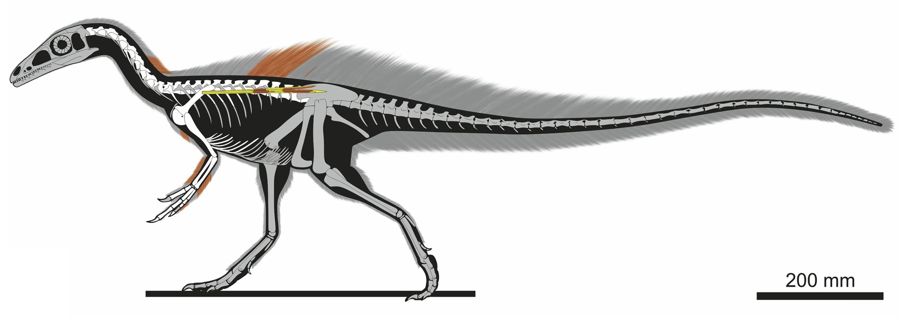 Species New to Science: [Paleontology • 2020] Ubirajara jubatus • A ...