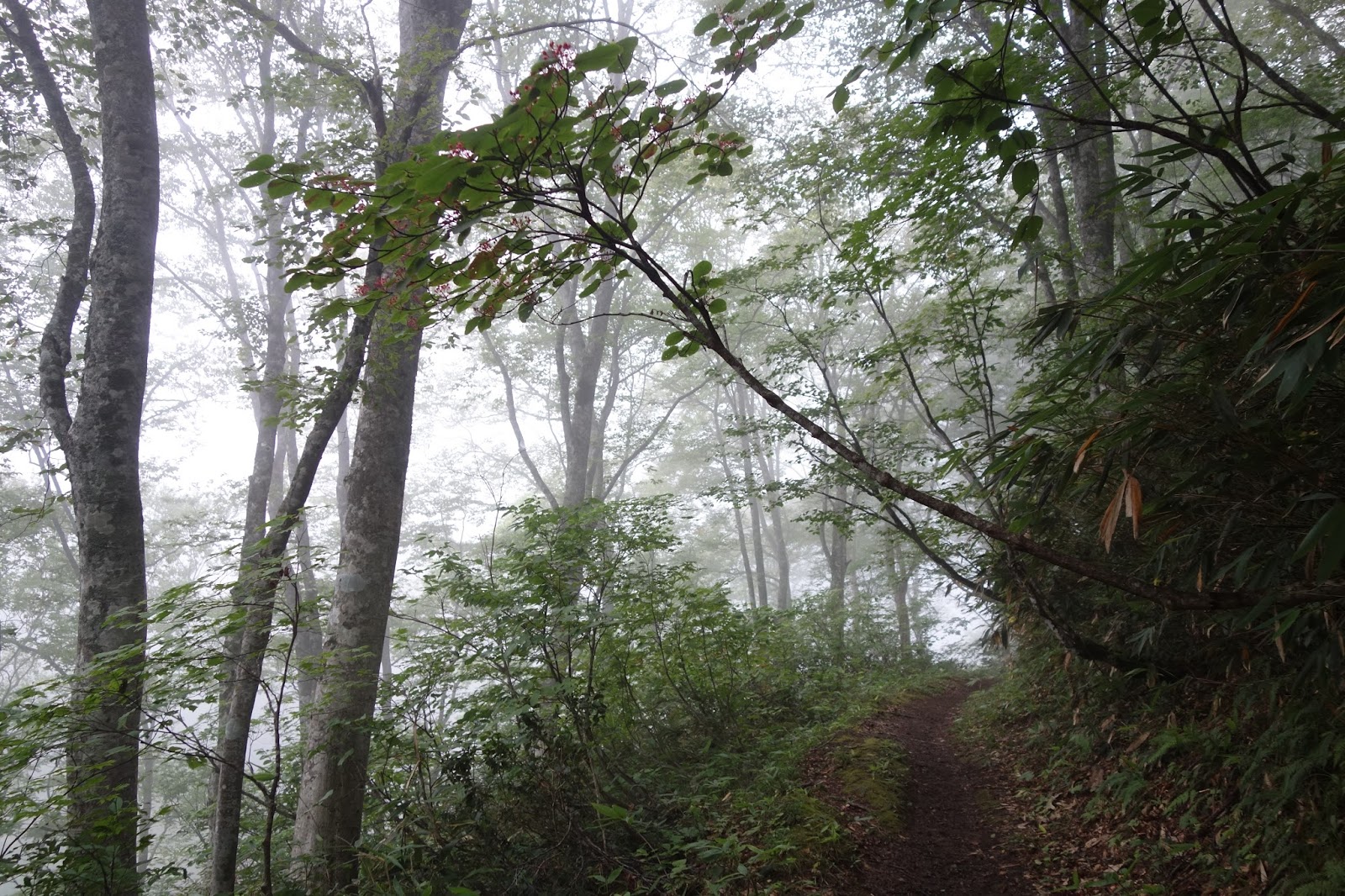 Mt. Myoko treking | first track - where we go