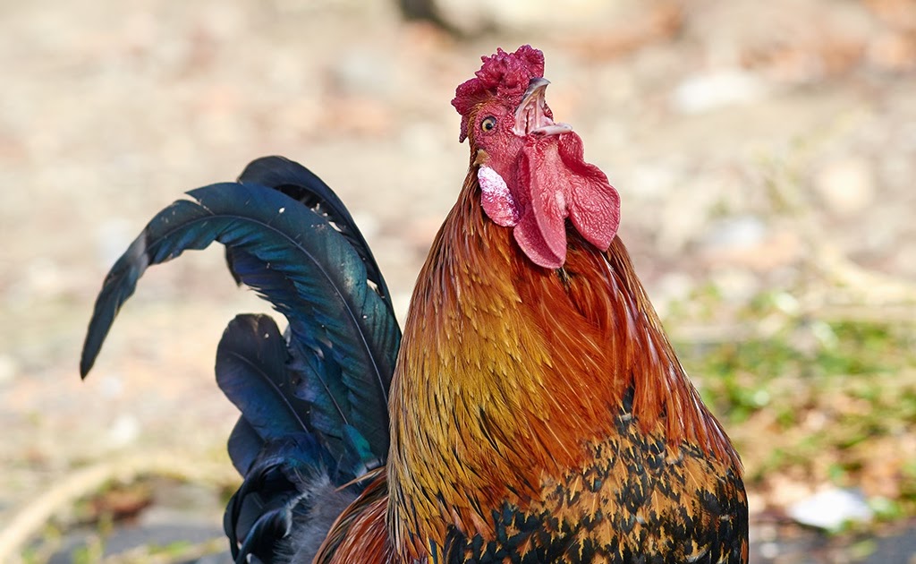 O Ano do Galo - Correspondente Internacional
