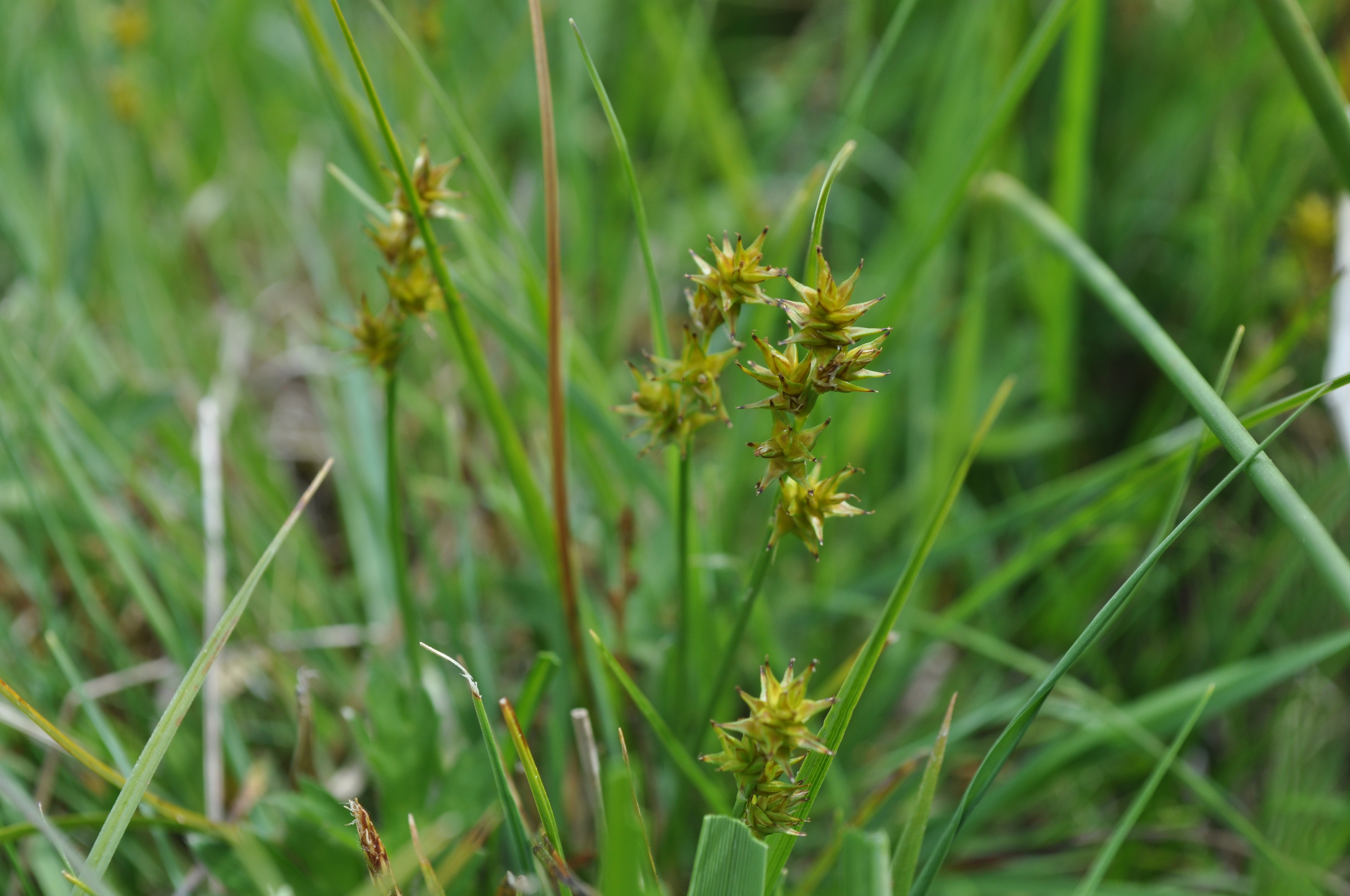 Shropshire Botanical Society: An abundance of sedges