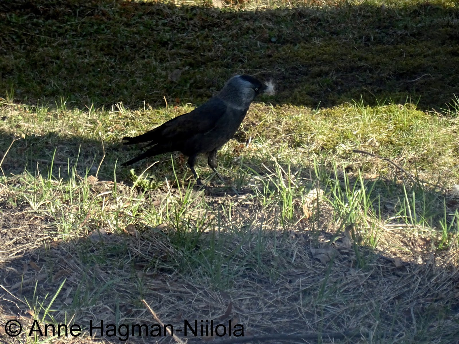 ANNEN LUONTOPÄIVÄKIRJA nature diary: NAAKKA (Corvus monedula)