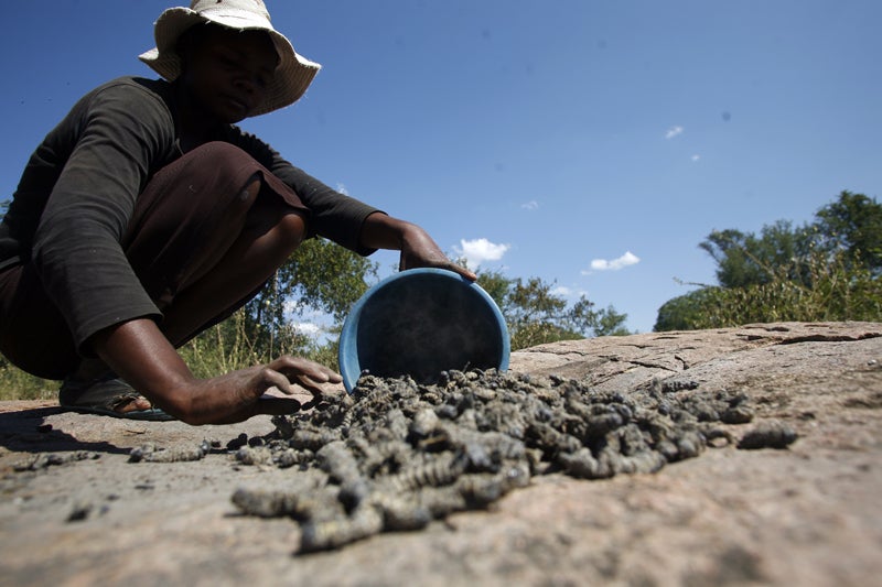 COPS DISPERSE MACIMBI HARVESTERS newsdzeZimbabweNewsdzeZimbabwe