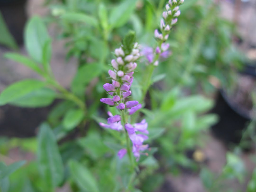 Victoria Gardens: September Blooms: Veronica ‘Purpleicious’ (Speedwell)