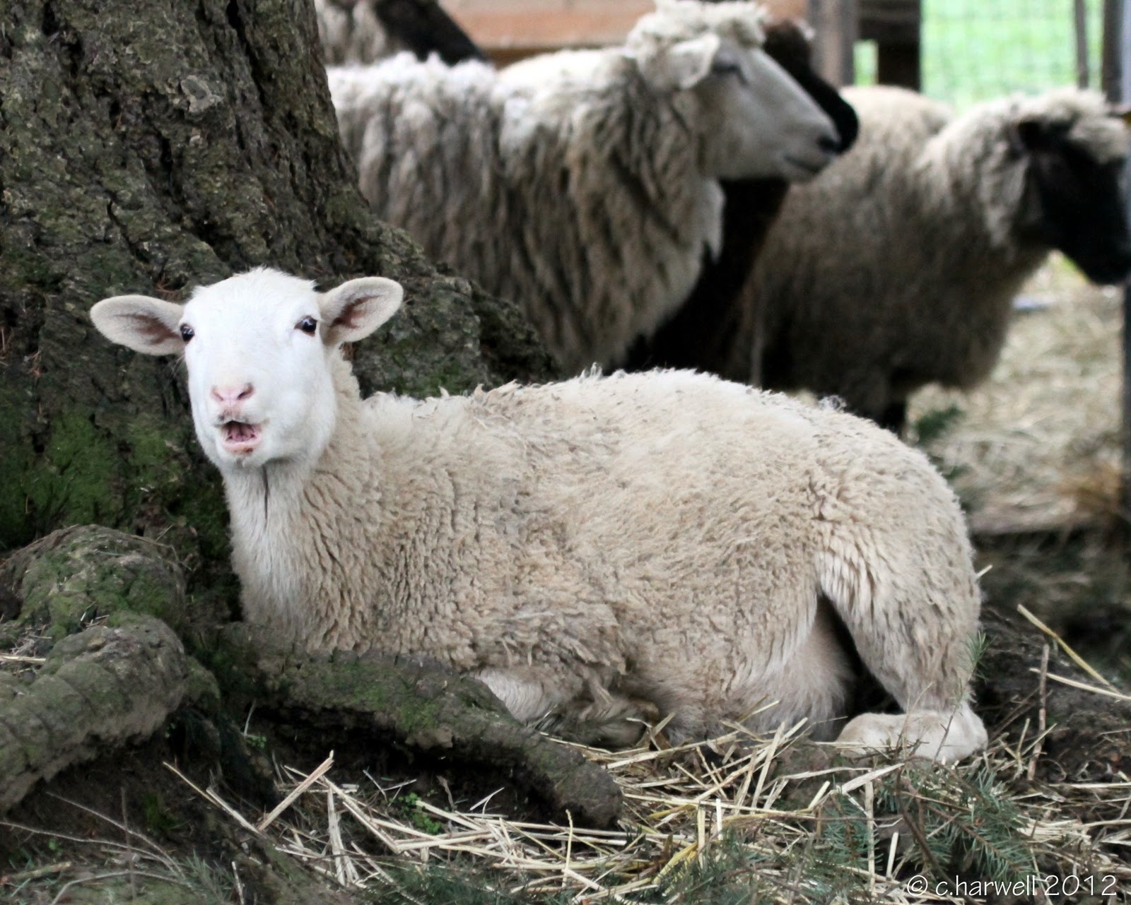 BCxFour: January 2012