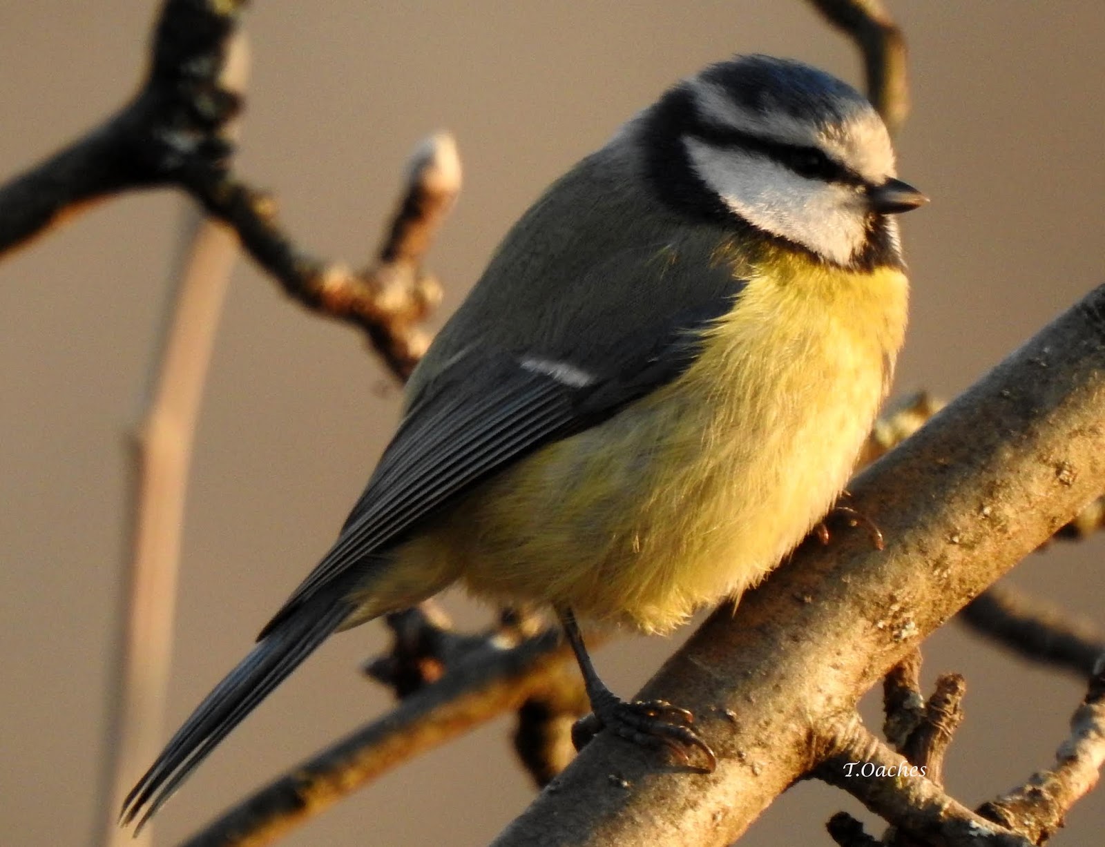 PASARI DIN ROMANIA: PITIGOI ALBASTRU (1), Cyanistes caeruleus
